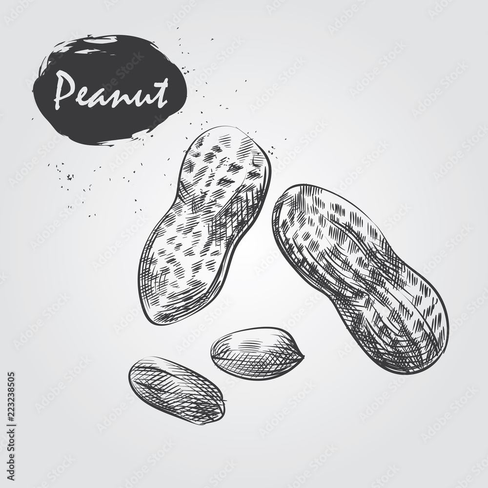 Hand drawn peanut isolated on white background. Nuts sketch in style ...