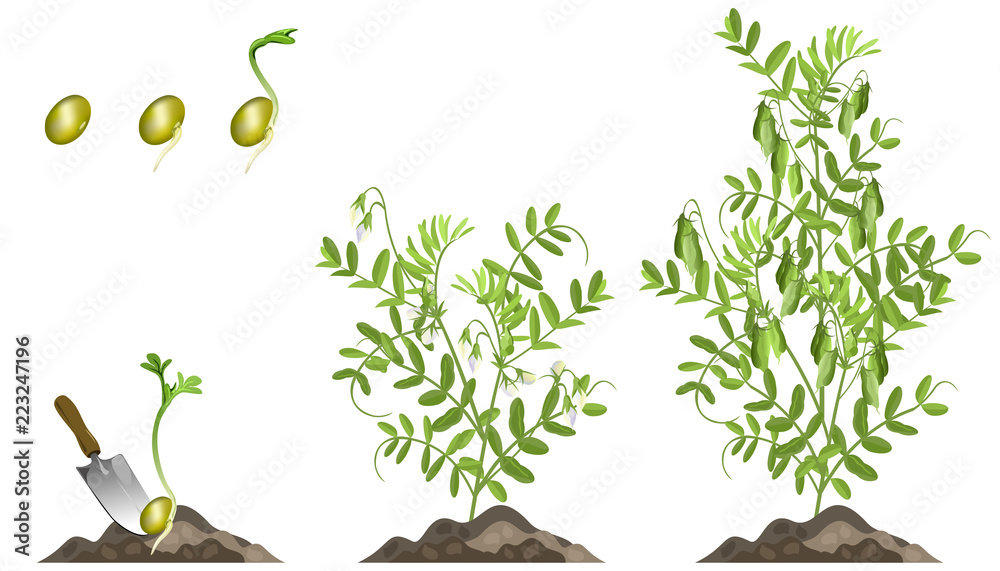 Lentil plant growth stages. Set of vector illustrations for plant ...