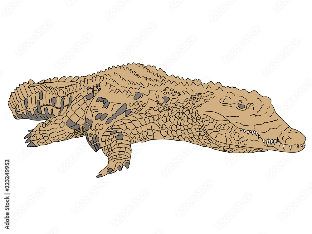 Digitally Handdrawn Illustration of a wildlife crocodile --- isolated ...