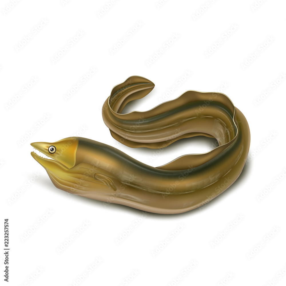 Vector realistic conger eel marine snake 3d moray Stock Vector | Adobe ...