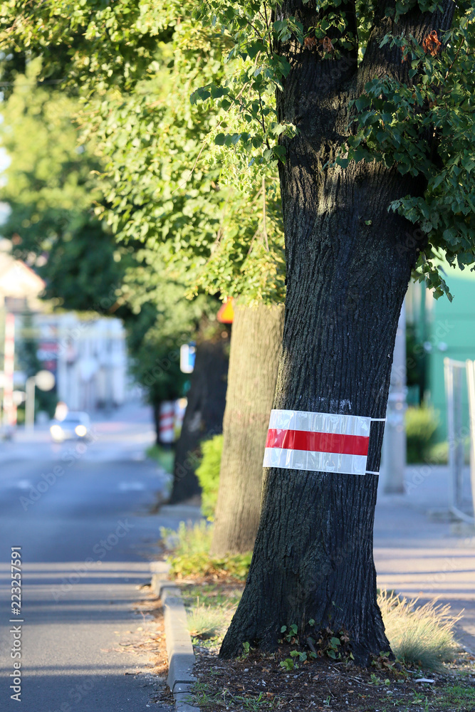 Tree marked with a reflective tape Stock Photo | Adobe Stock