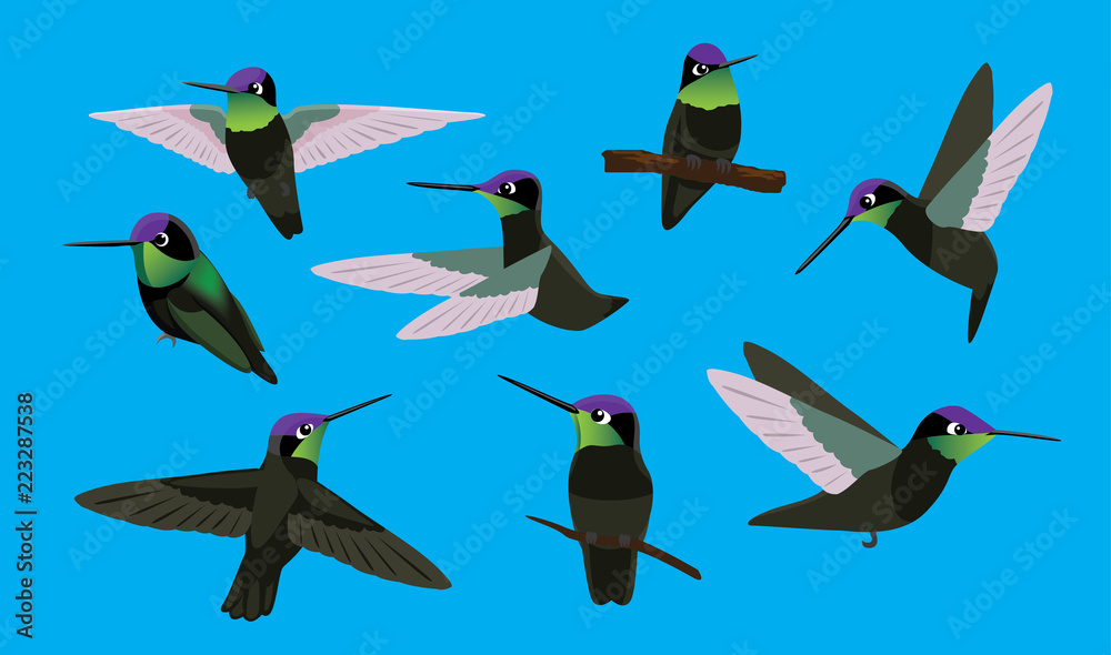 Bird Magnificent Hummingbird Eight Poses Cartoon Vector Characters ...