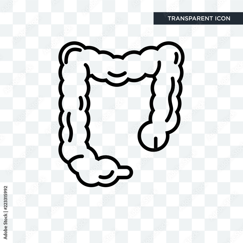 Large Intestine vector icon isolated on transparent background, Large ...