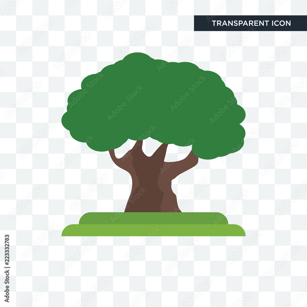 American Beech tree vector icon isolated on transparent background ...
