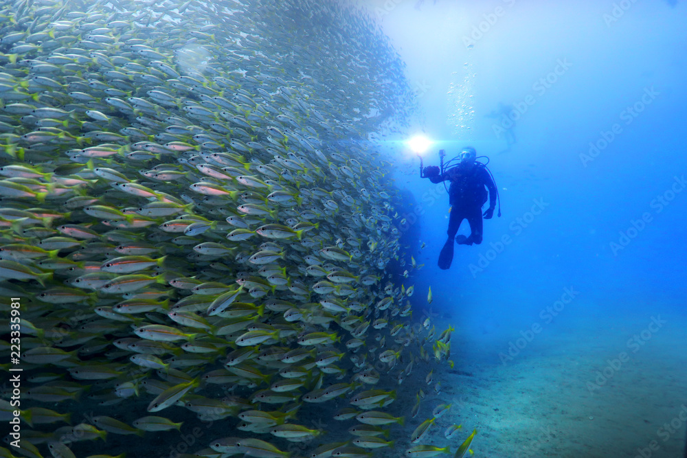 Underwater photo of a group of millions of fishes of different colors ...