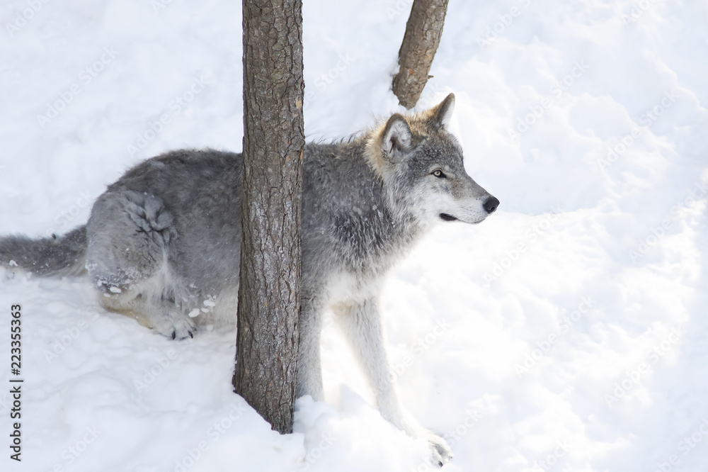 Timberwolf Tracks In Snow