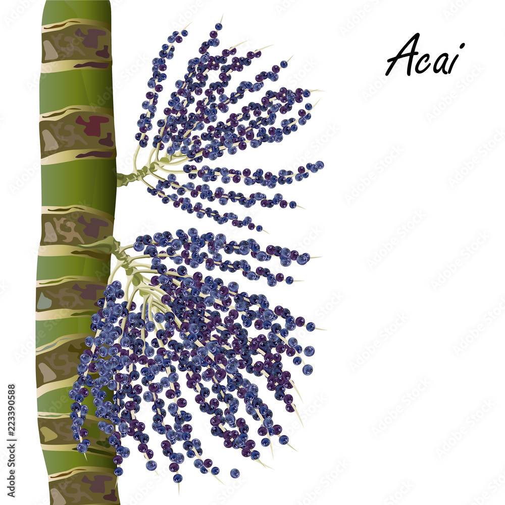 Acai berries on palm tree (Euterpe oleracea), brazilian superfood ...