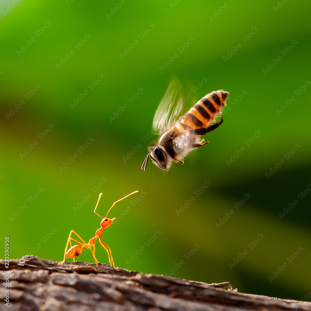 In the morning, an ant and a honey bee faced to each other while they ...