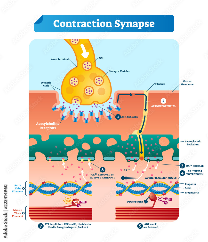 Contraction synapse vector illustration. Labeled medical structure ...