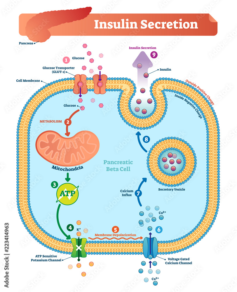 Insulin secretion vector illustration. Biological pancreas function ...