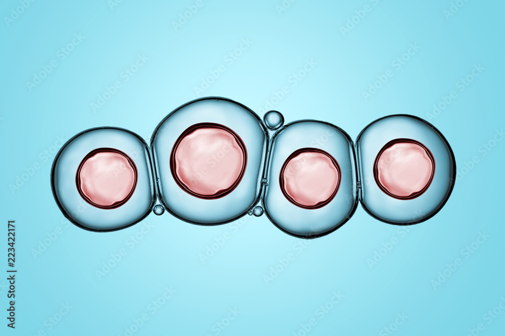 Cells division process, Cell divides into two cells Stock Photo | Adobe ...