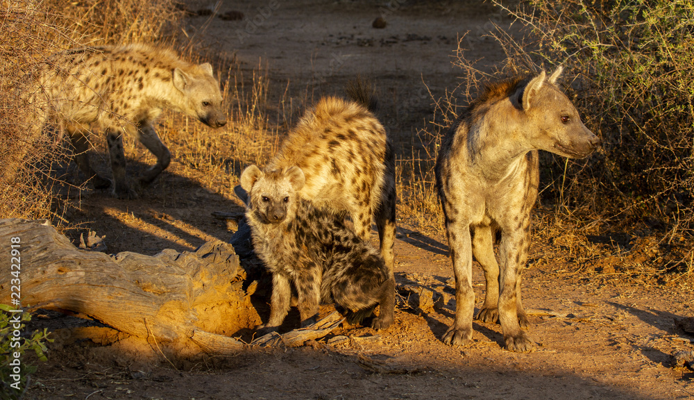hyena family time Stock Photo | Adobe Stock