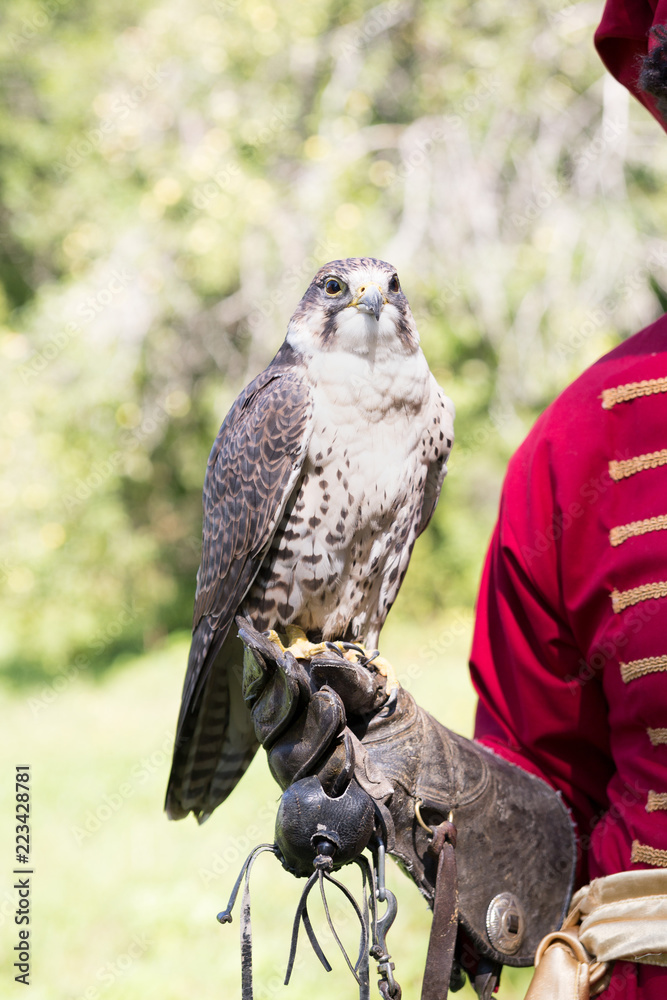 Special Falcon Camera