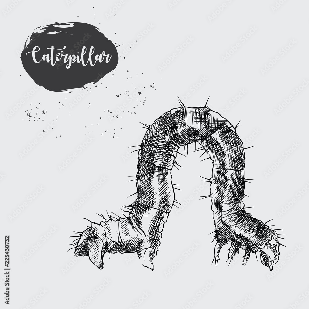 Caterpillar Sketch