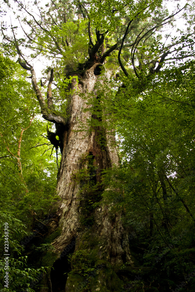 Yakushi growing up in Yakushima is said to grow huge in a special ...