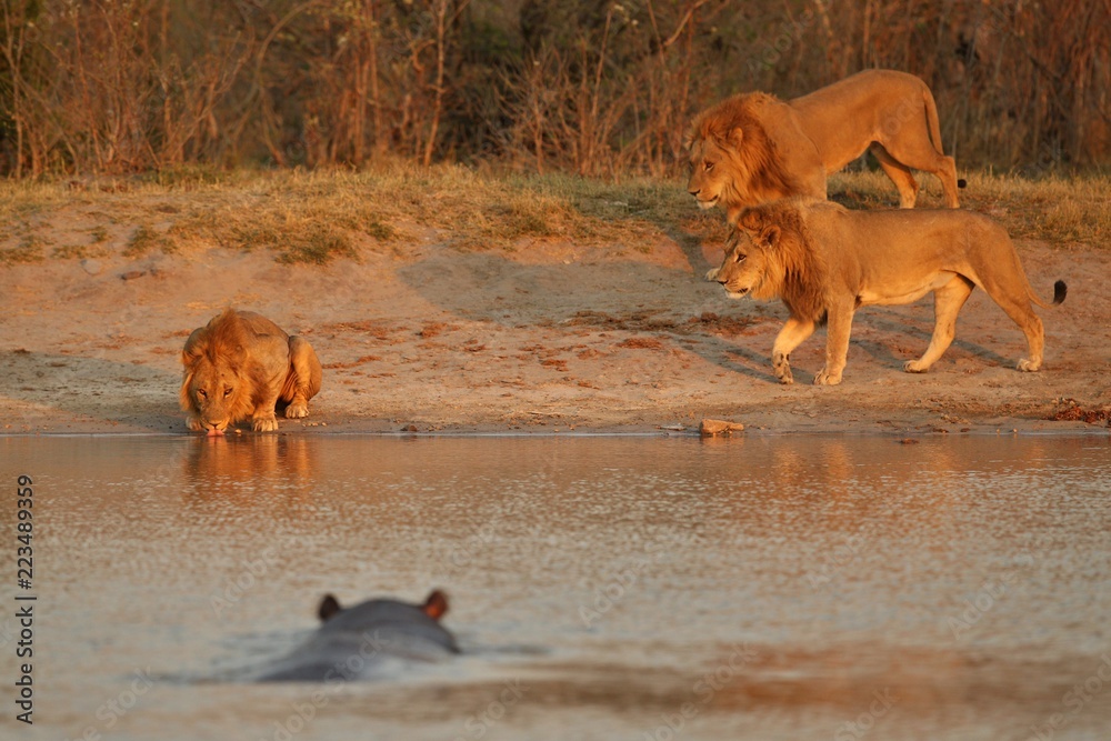 Hippo Vs Lion