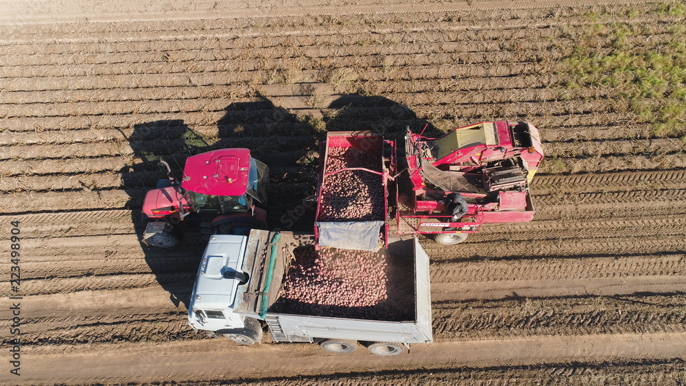 aerial potatoes are dug bycombine and gently lifted up and placed in ...