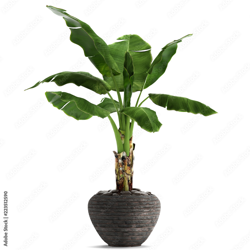 Banana palm, Ravenala palm in a pot Stock Photo | Adobe Stock