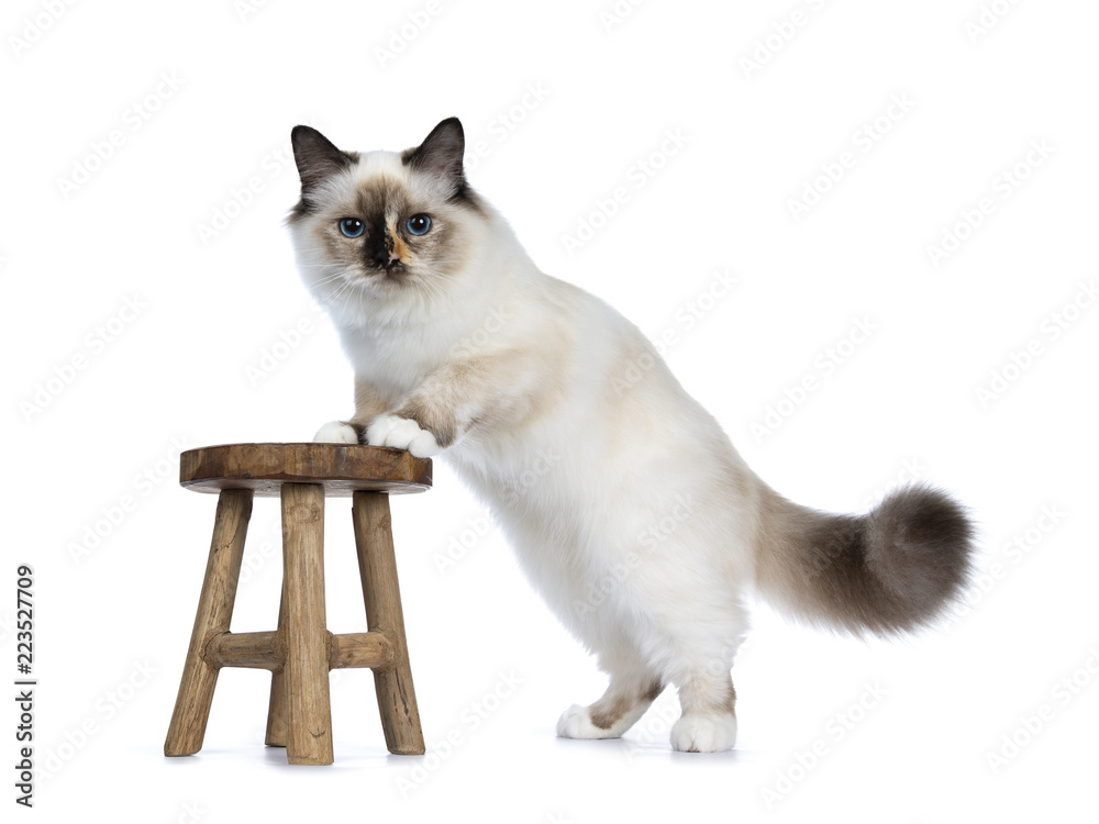 Naughty tortie Sacred Birman cat kitten standing side ways with front ...