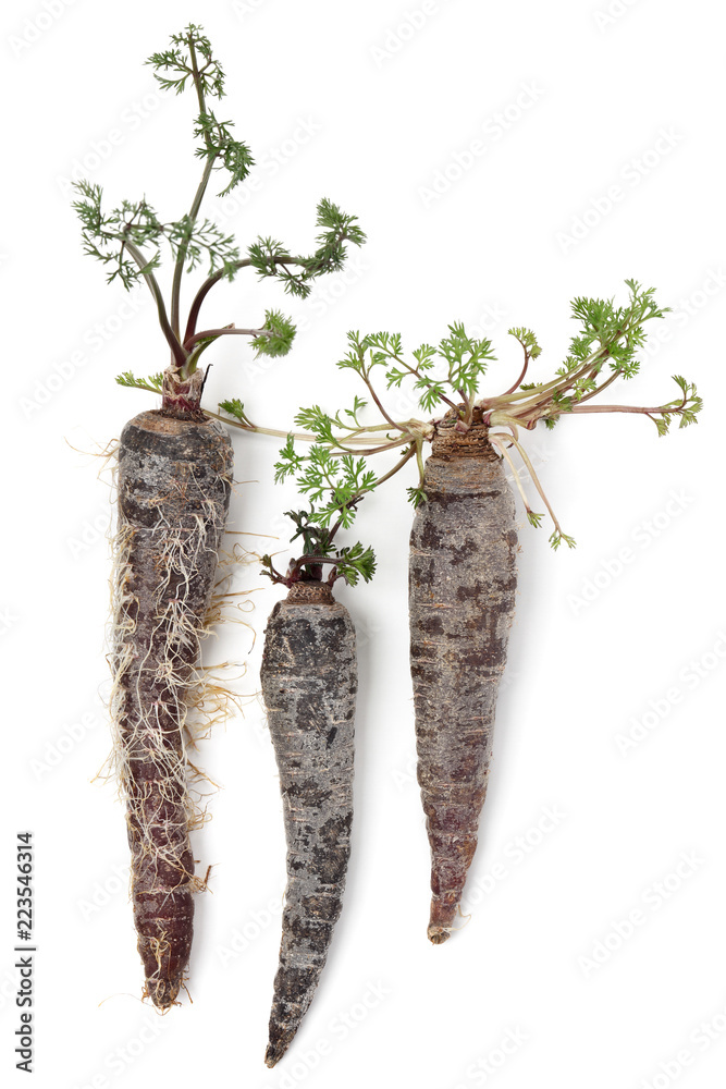 Carrots Rotting