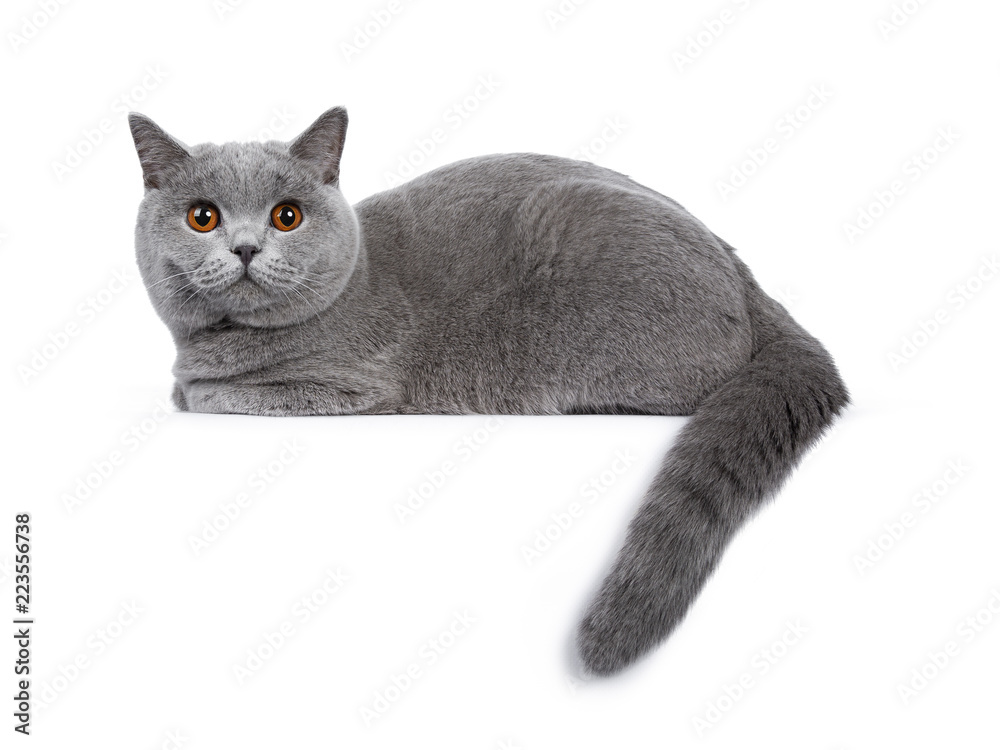Sweet young adult solid blue British Shorthair cat kitten laying down ...