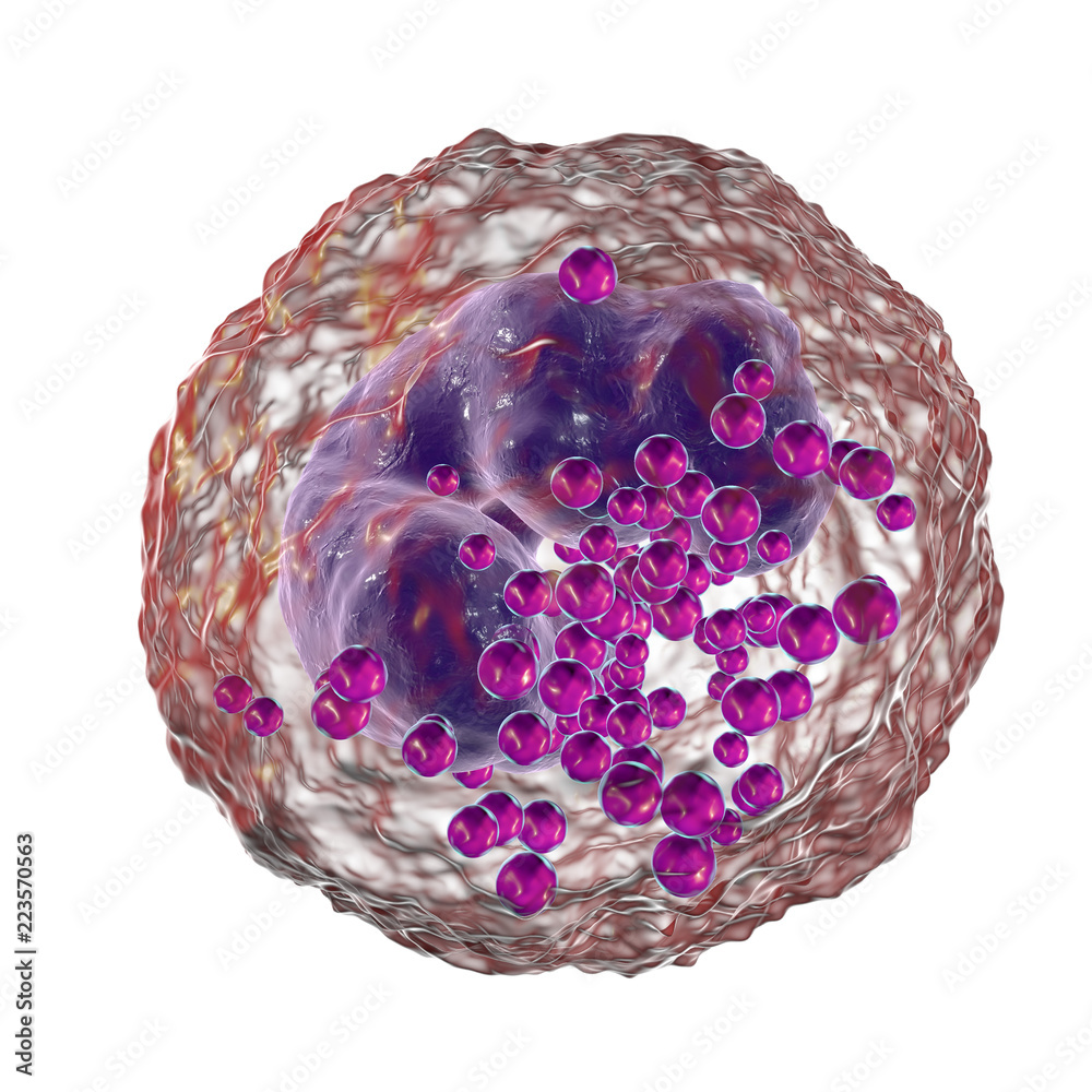 Basophil isolated on white background, a white blood cell, 3D ...