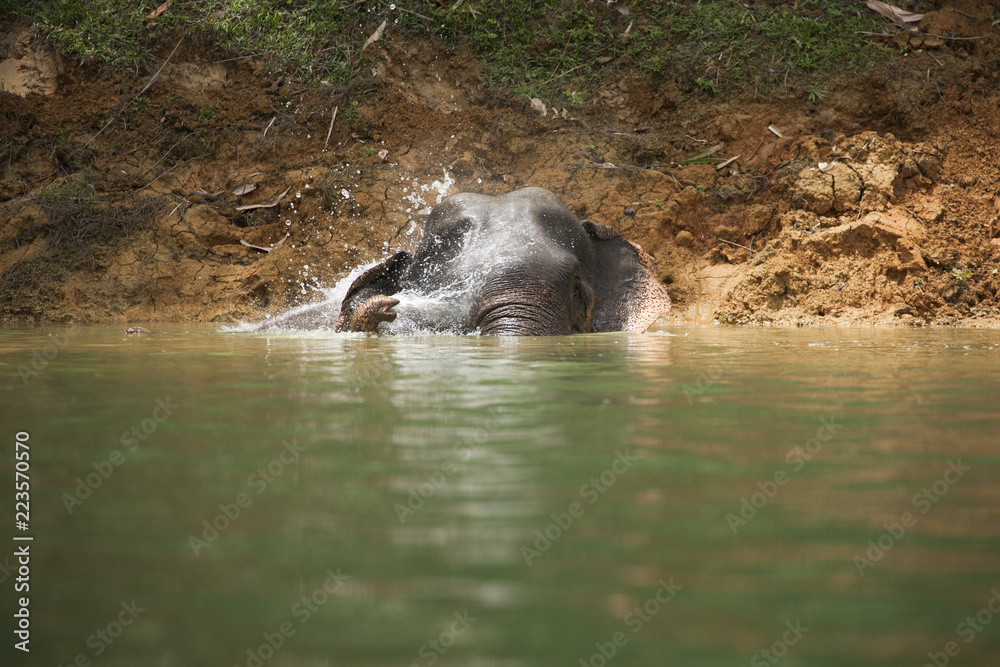 Male alone Asian elepant in nature of Ratchaprapa Dam and Cheow Larn ...