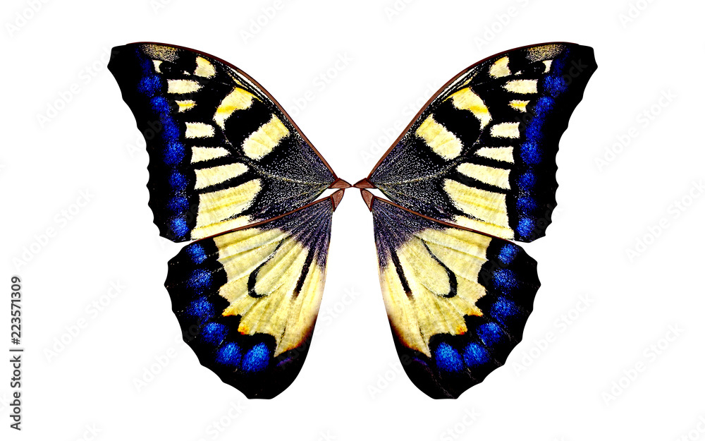 3d Illustration Wings of Insect isolate on White Background with ...