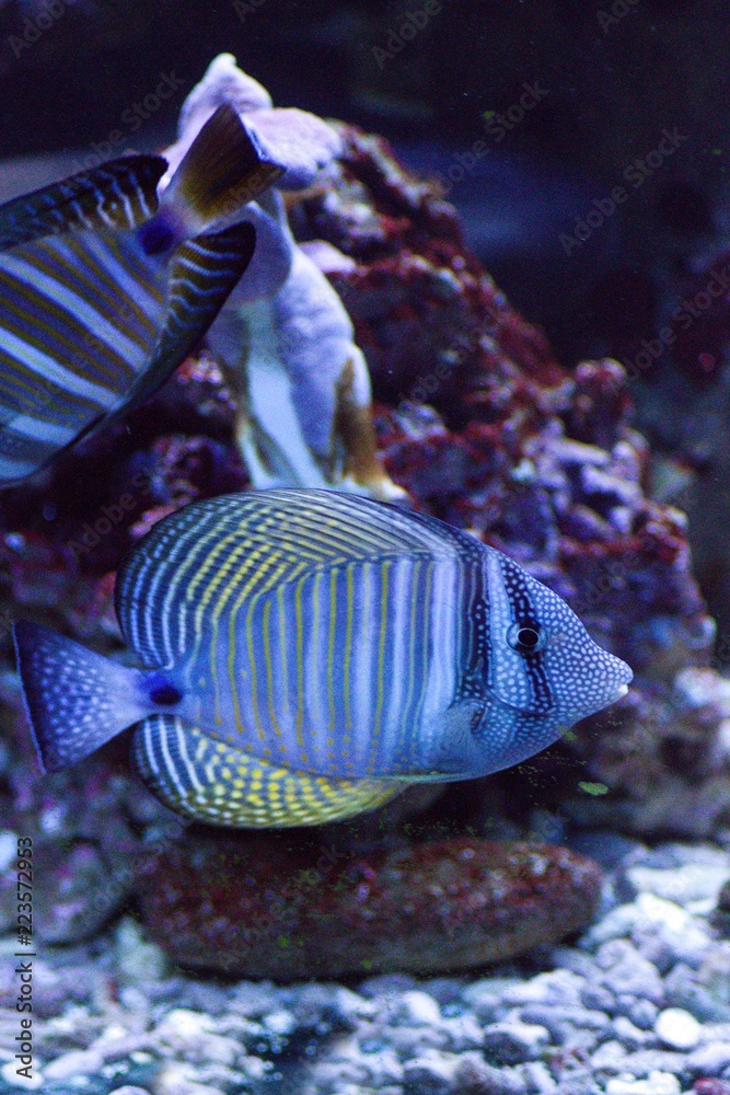 Fish Zebrasoma desjardinii underwater in the aquarium.Red Sea sailfin ...