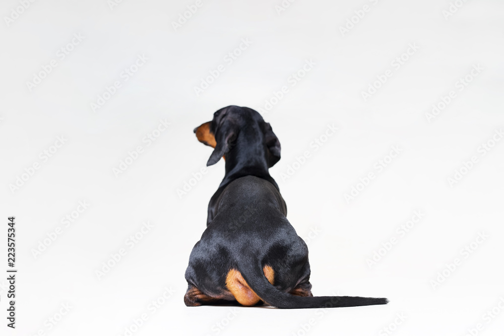 dog breed of dachshund, black and tan looking straight, from behind ...