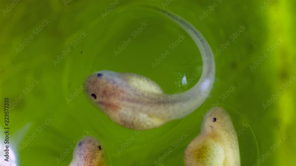 Vidéo Stock Developing tadpoles of a glass frog (Espadarana sp.) from the Cordillera del Condor ...