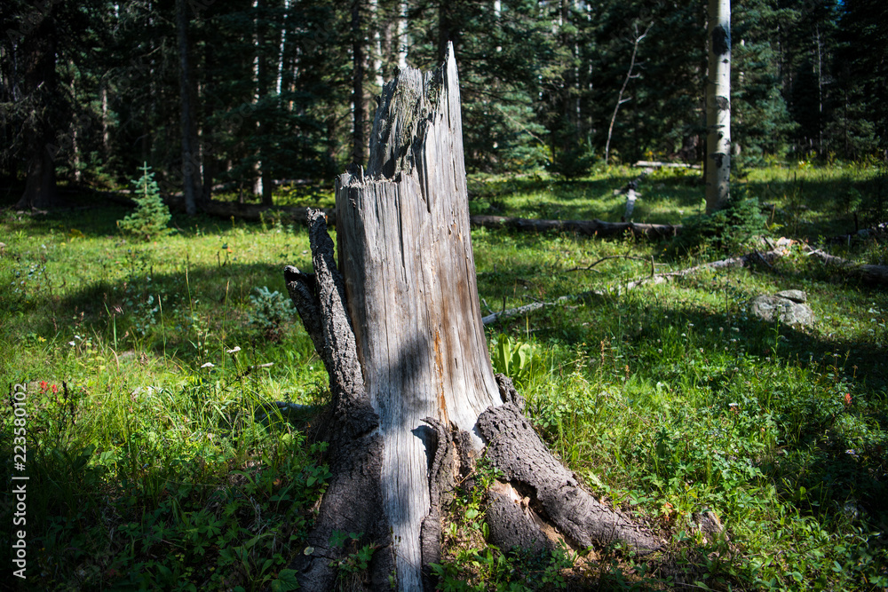 Old, weathered tree stump in a grassy, sun-dappled clearing with ...