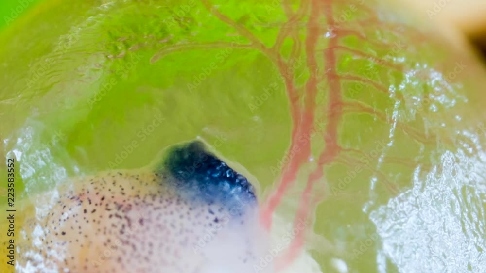 Developing embryo of Ecuadorian Monkey Frog (Phyllomedusa ecuatoriana ...