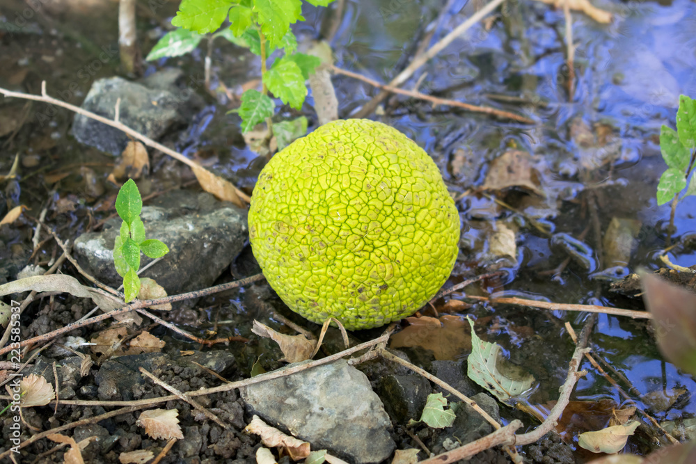 medicinal and poisonous plant Adam's apple fruits I have a green ball ...