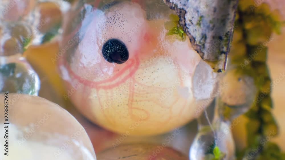 Developing embryo of Ecuadorian Monkey Frog (Phyllomedusa ecuatoriana ...