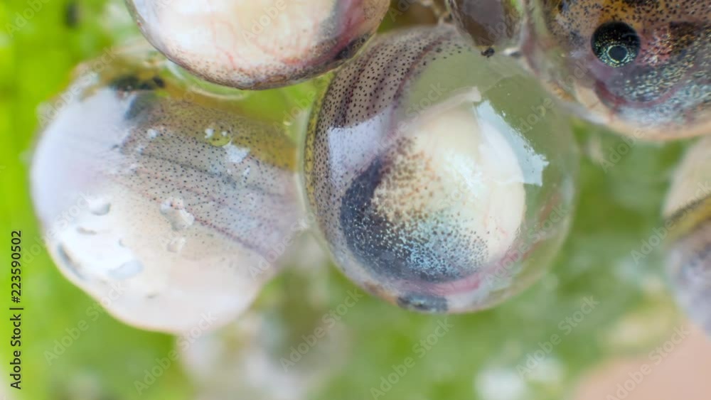 Hatching tadpole of the Ecuadorian Monkey Frog (Phyllomedusa ...