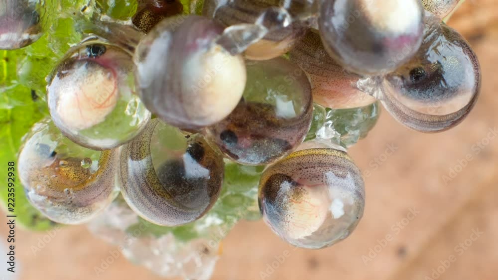 Hatching tadpole of the Ecuadorian Monkey Frog (Phyllomedusa ...
