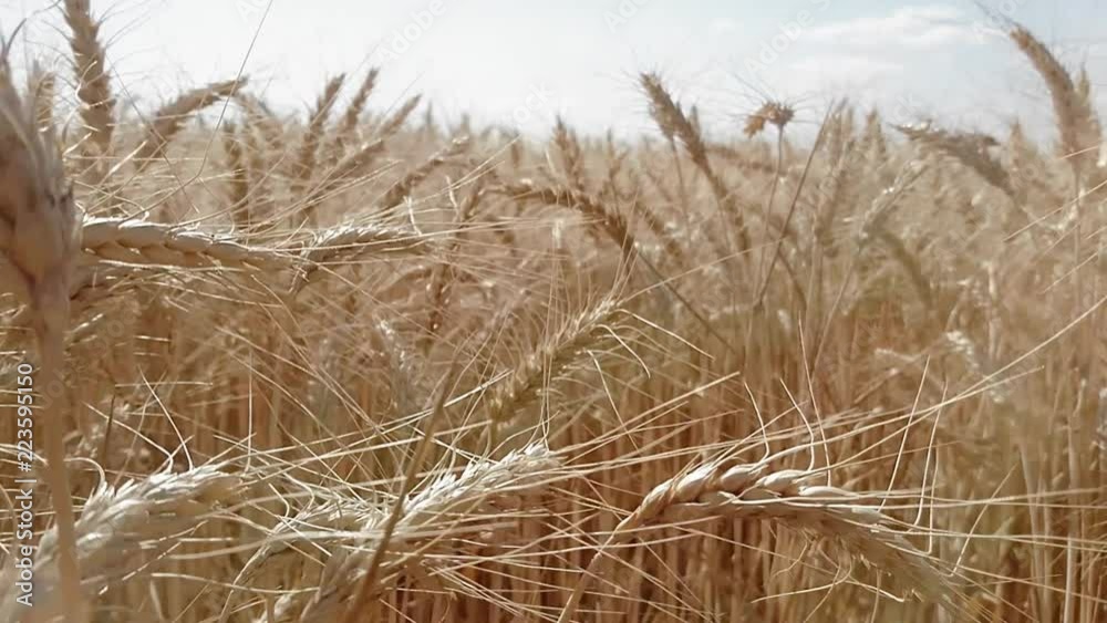 Rows of golden wheat ears ripened in a large field. Symbol of harvest ...