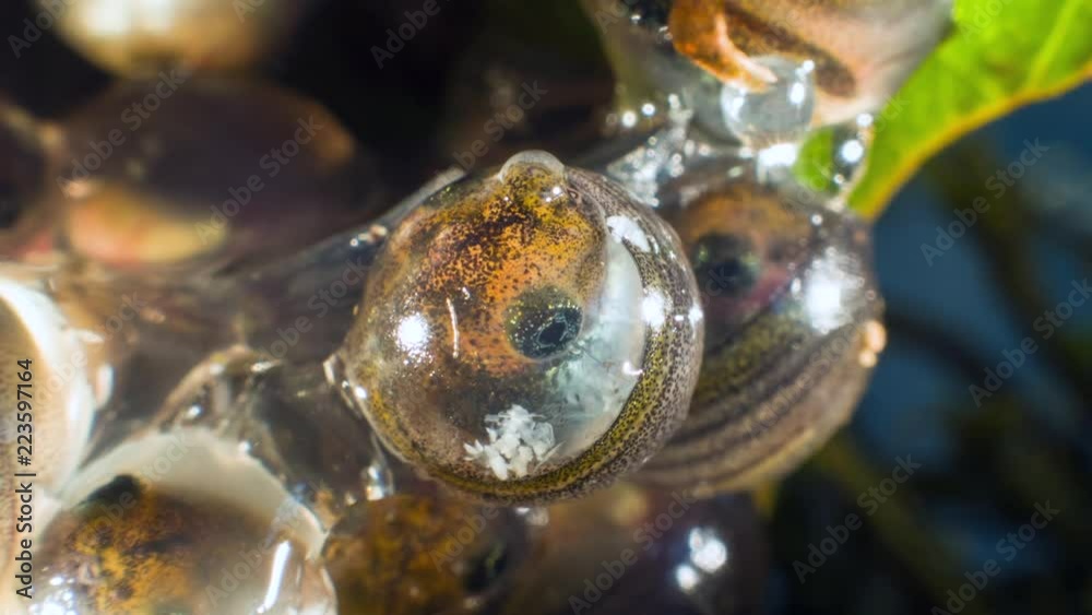 Hatching tadpole of the Ecuadorian Monkey Frog (Phyllomedusa ...