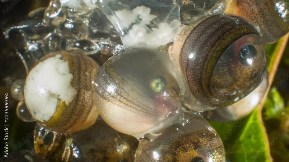 Hatching tadpole of the Ecuadorian Monkey Frog (Phyllomedusa ...