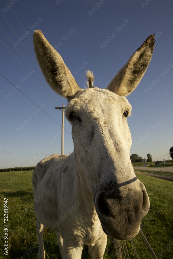 mule, mules and donkeys are great farm work animals Stock Photo | Adobe ...