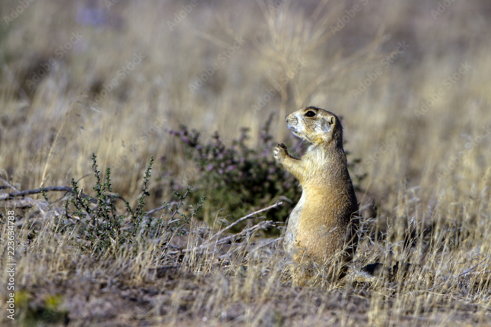 White-tailed Prairie Dog is a rare species that lives only in desert ...