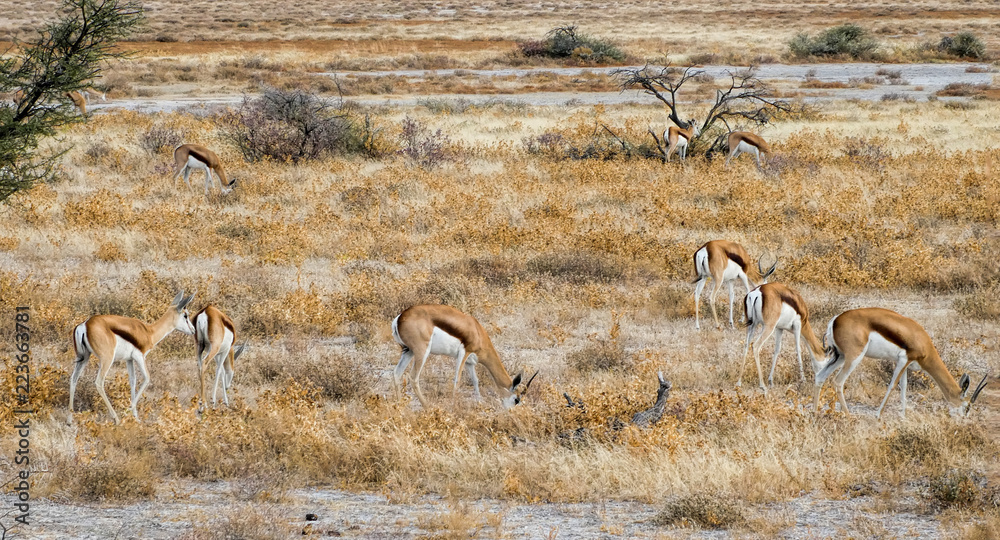 Photo & Art Print springbok in Namibia, NJ