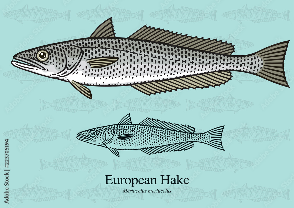 European Hake. Vector illustration with refined details and optimized ...