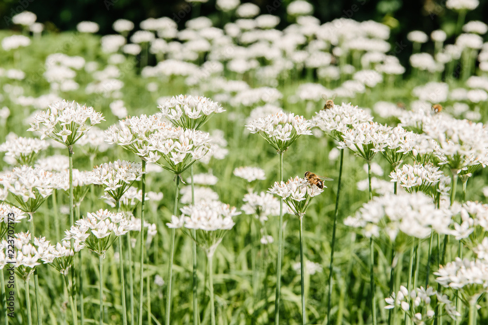 close-up shot of bees sitting on beautiful white field flowers Stock ...
