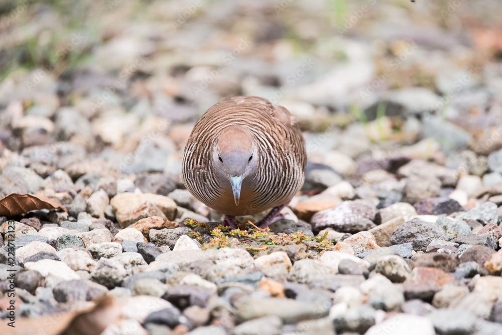 Zebra dove, Geopelia striata, common tame Philippine dove small bird ...