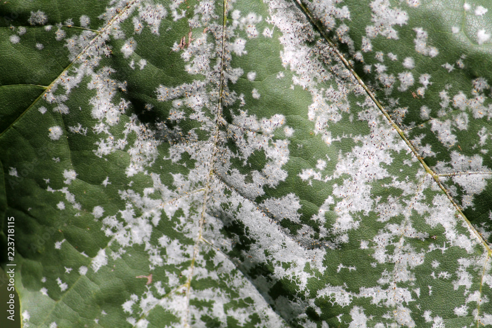 Powdery mildew on leaf of Norway Maple. Maple tree fungal disease Stock ...