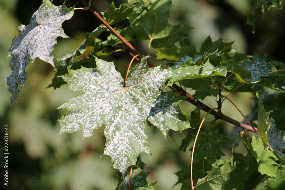 Powdery mildew on leaves of Norway Maple. Maple tree fungal disease ...