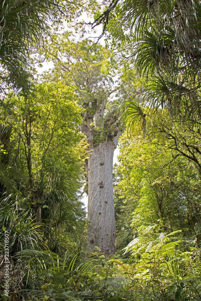 Tane Mahuta, the oldest kauri tree in the Waipoua Forest of Northland ...
