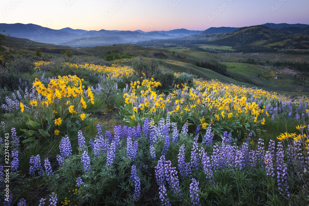 miles of wildflowers covering the hills in washington state during the ...